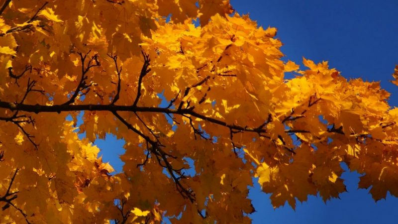 maple tree header - MoreThanTheCurve