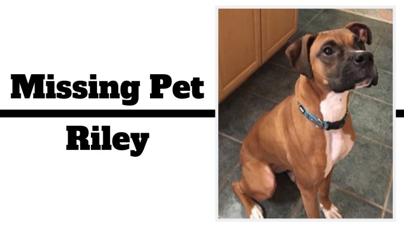 Missing Pet | Riley - MoreThanTheCurve
