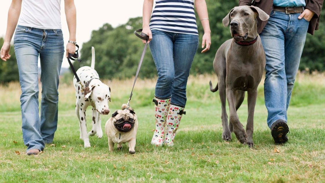 National Dog Show Charity Walk - MoreThanTheCurve
