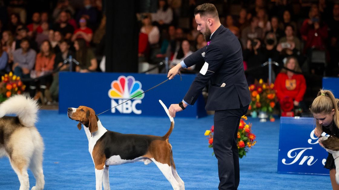 Get Tickets Now | National Dog Show in Oaks | November 16-17 ...