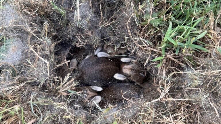 Conshohocken police rescue baby rabbits. Video of their saving ...