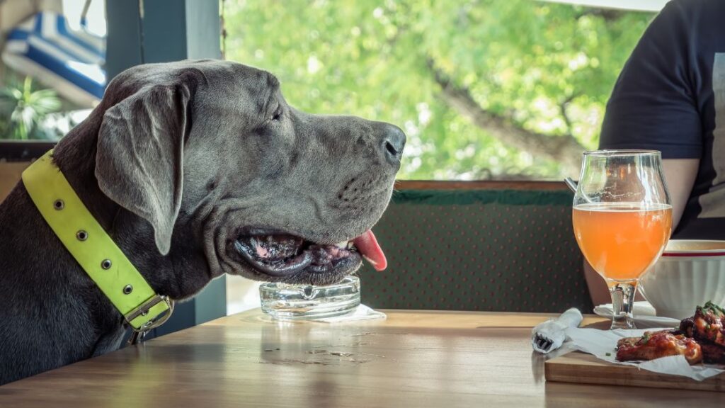 Millennial Conshohocken dog owners take a shot on X - MoreThanTheCurve